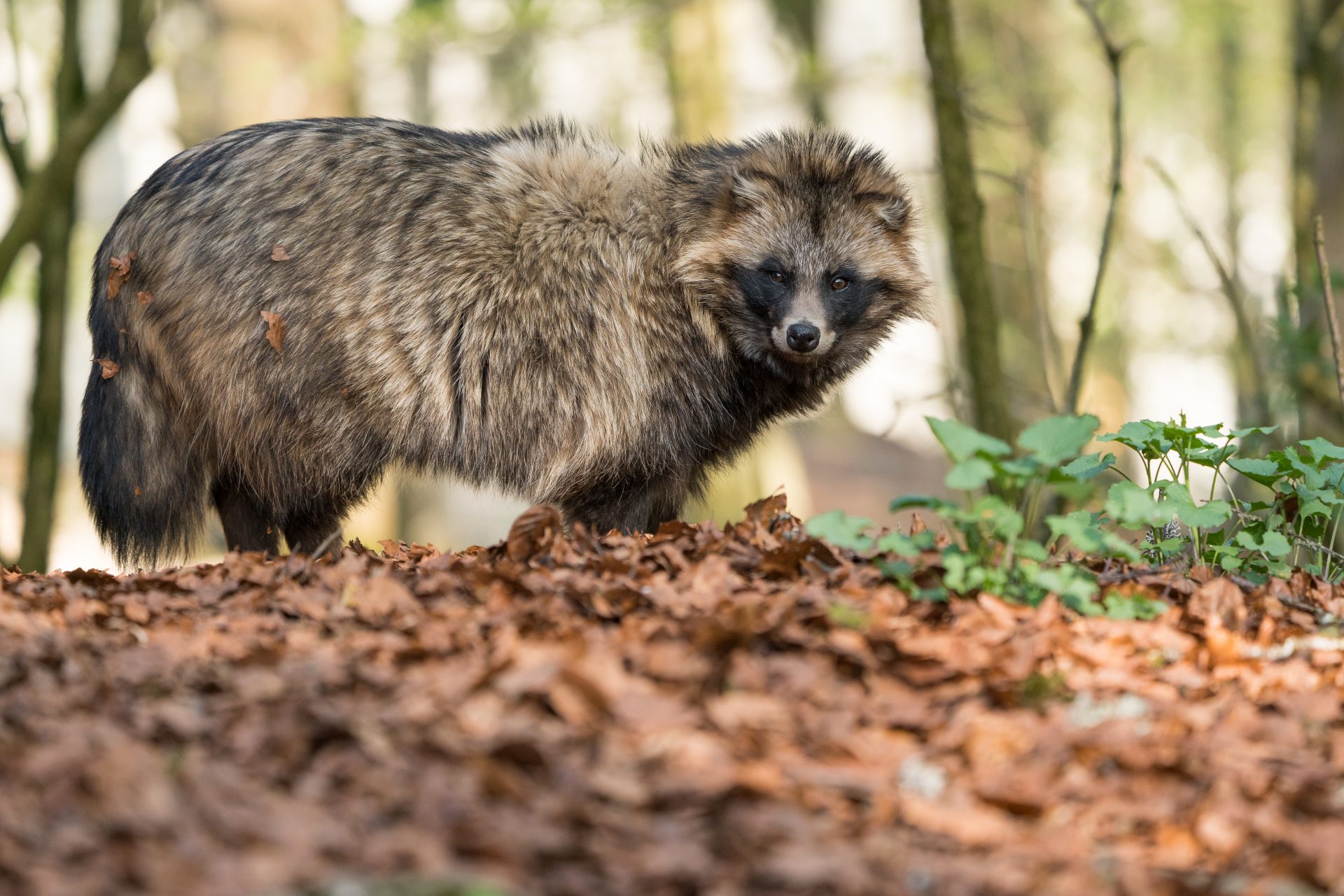 Chien Viverrin - MUZOO