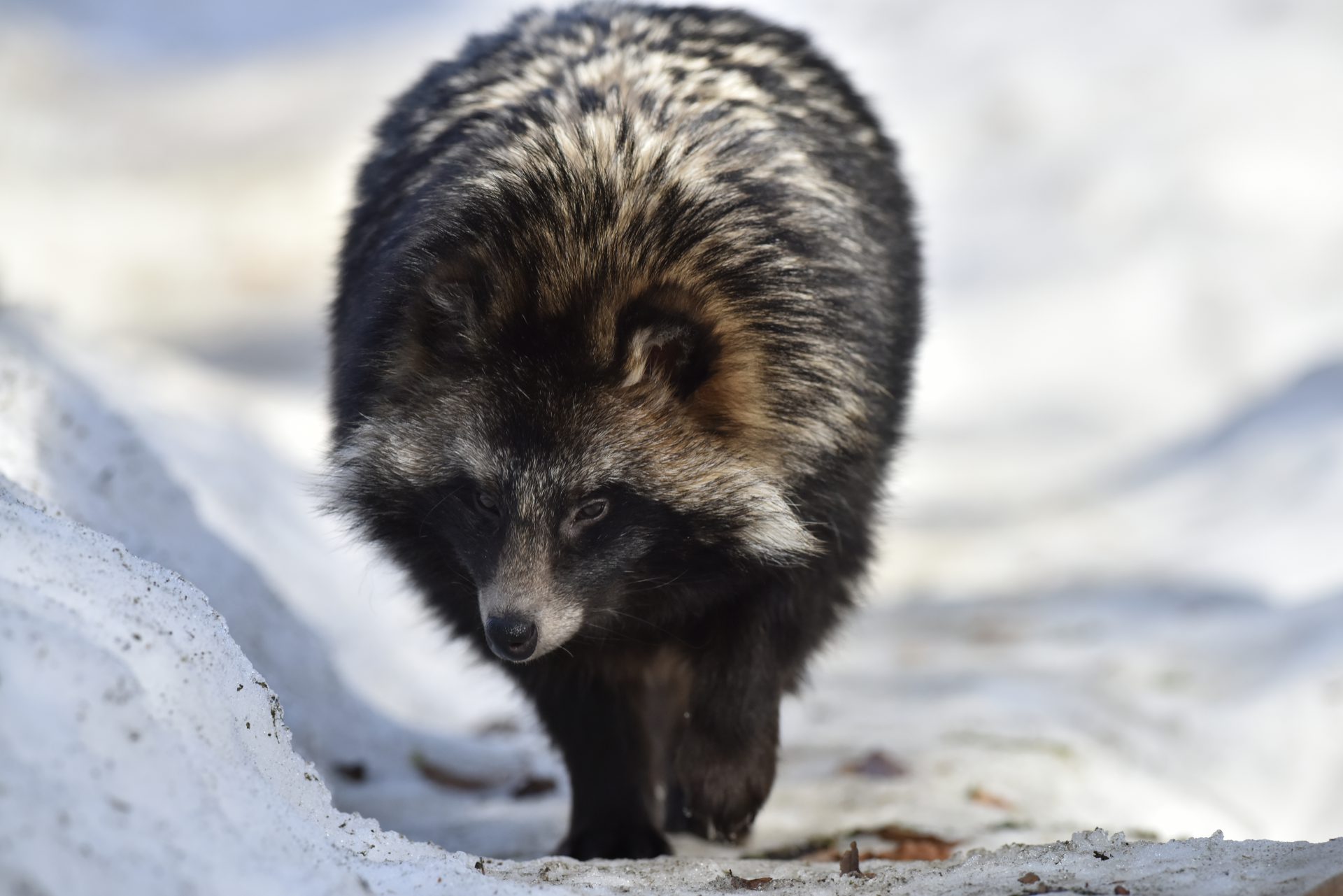 CHIEN VIVERRIN - MUZOO