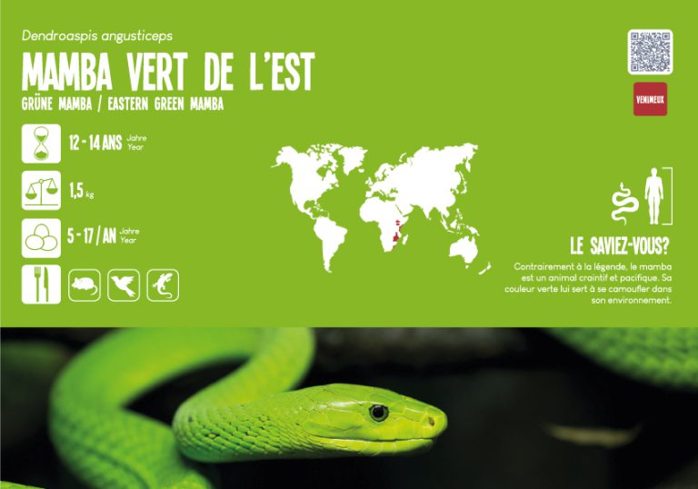 MAMBA VERT DE L'EST - MUZOO