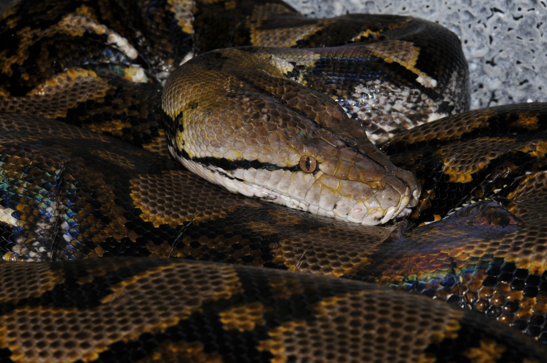 RETICULATED PYTHON - MUZOO