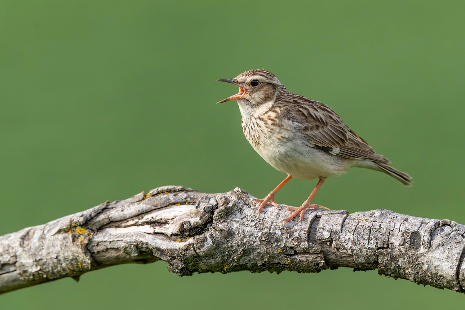Excursion Alouette lulu - MUZOO